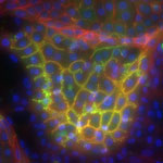 research projects@sudo lab